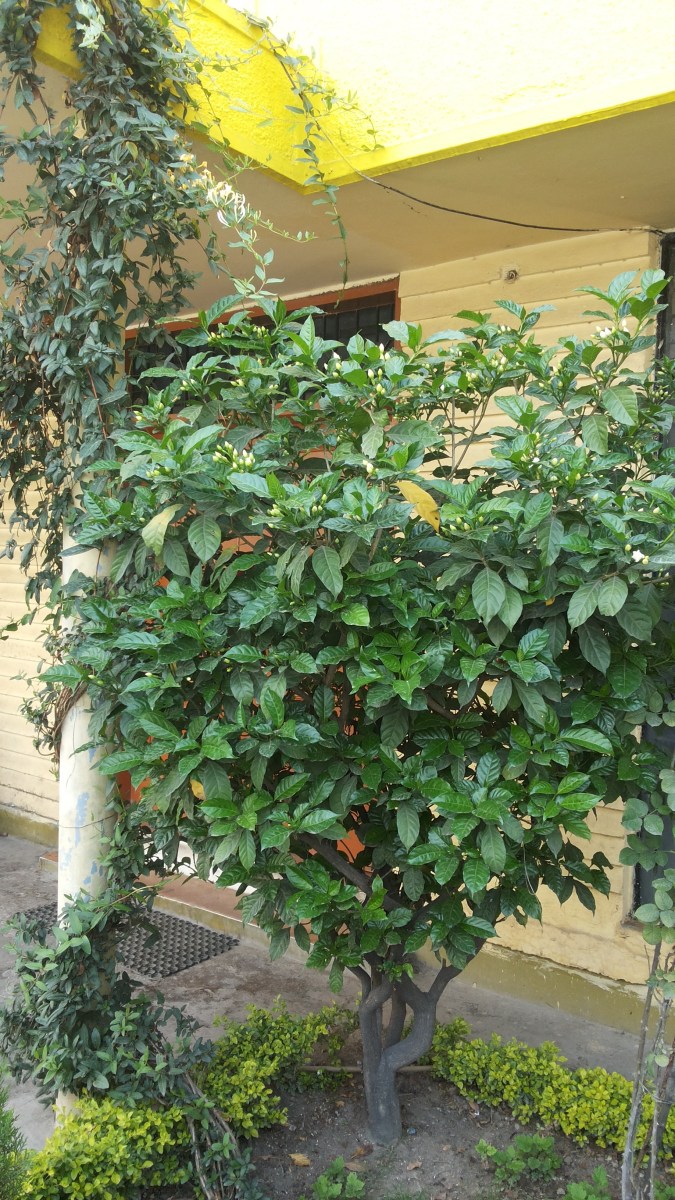 Combined DNA Index System(codis)databank | deemagclinic