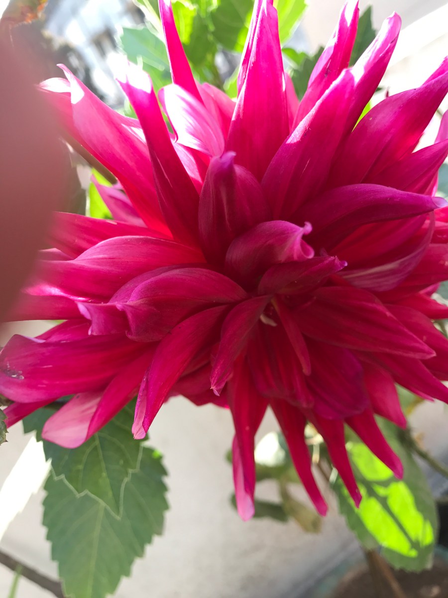 Hathi committee | deemagclinic